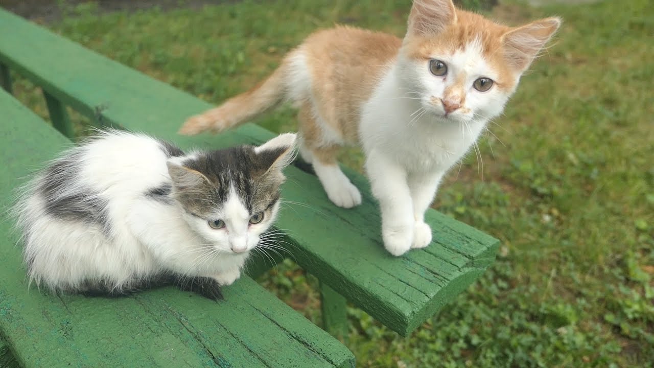 New 6 kittens live on the street - YouTube