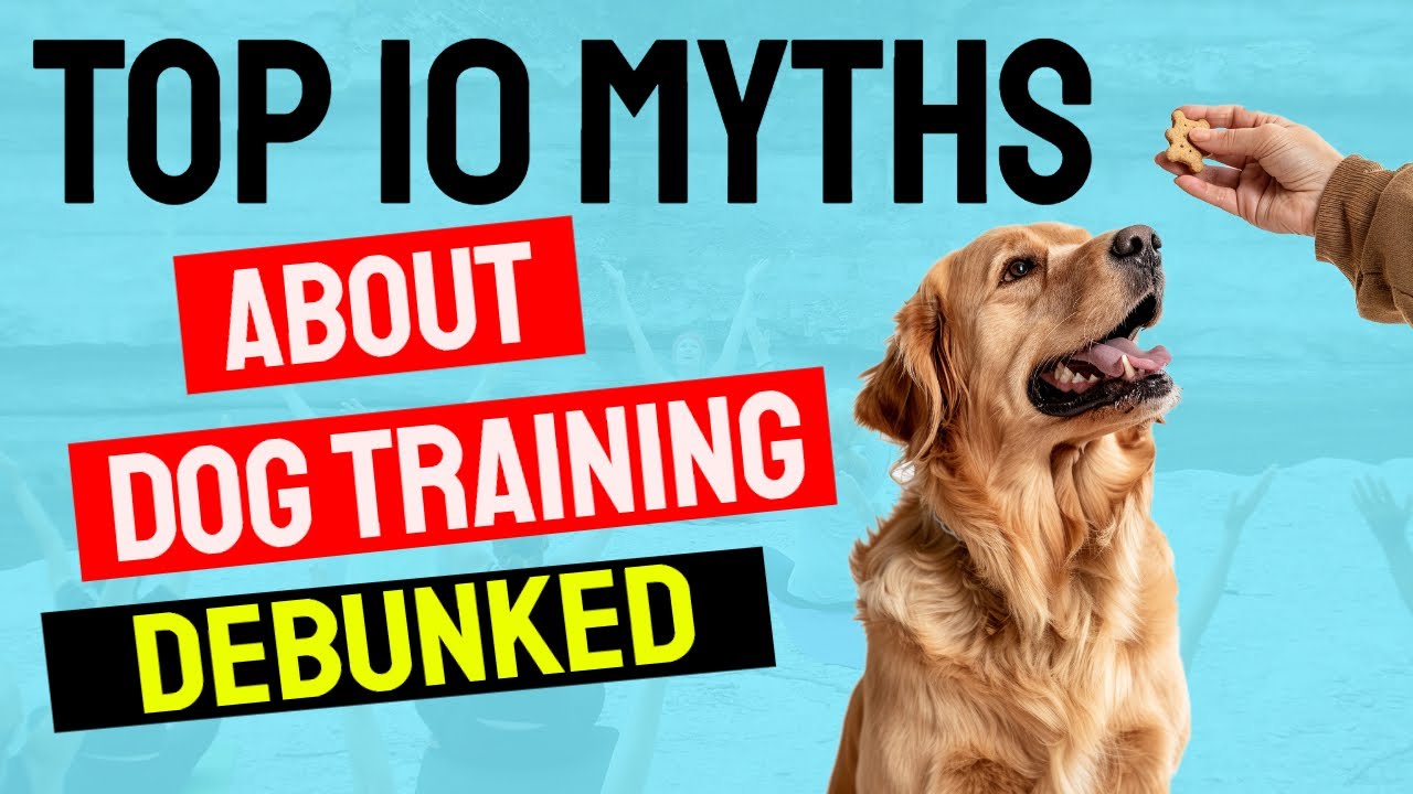 Top 10 Myths About Dog Training Debunked - YouTube