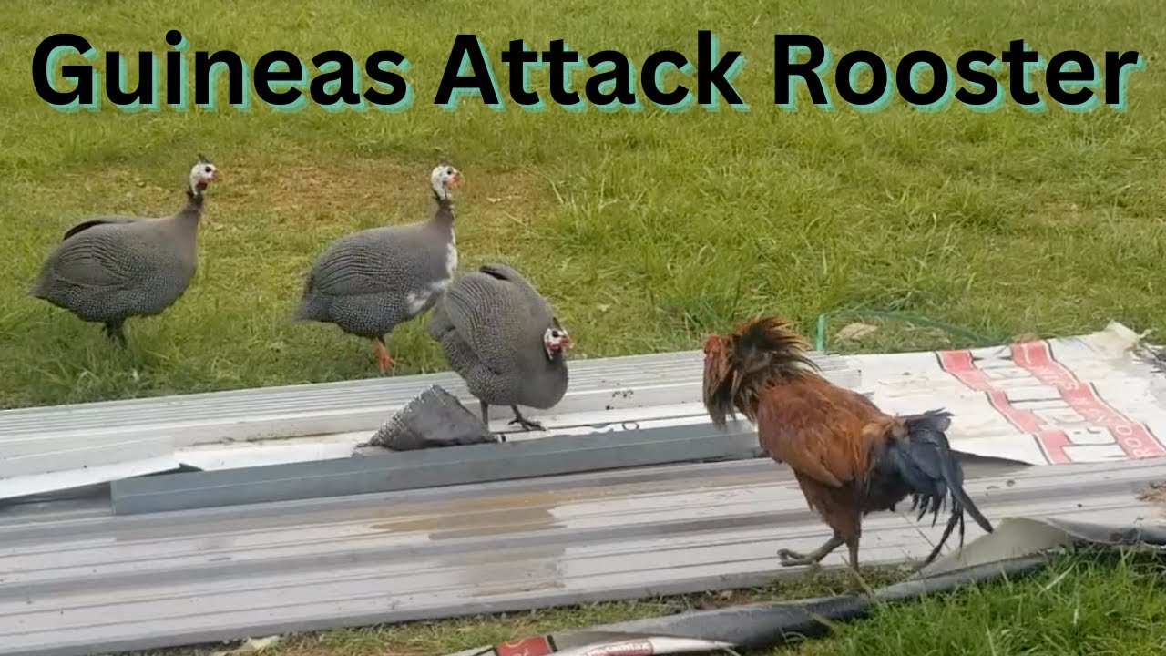Rooster Attacked By Guineas Challenging His Alpha Status and His Mating ...