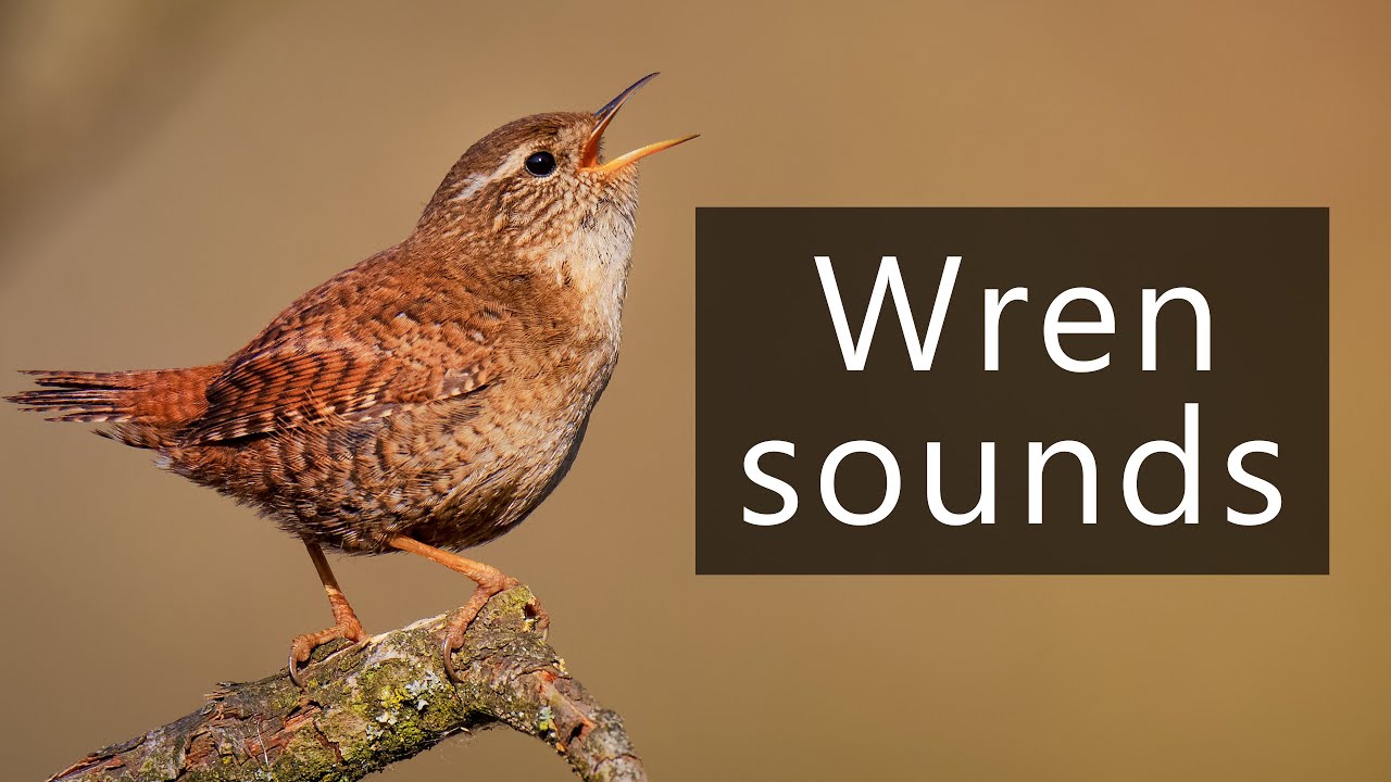 Wren song - YouTube