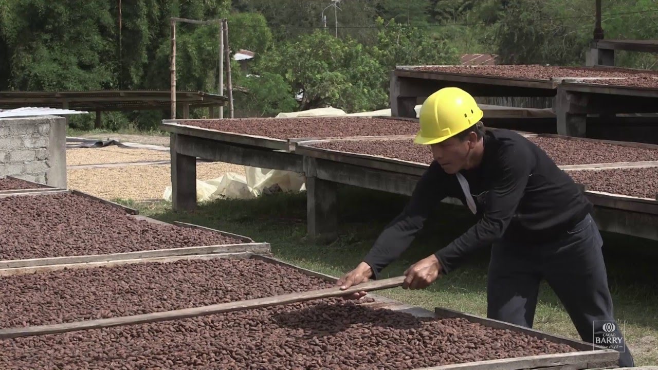 Drying | What is the process of cacao to chocolate? - YouTube