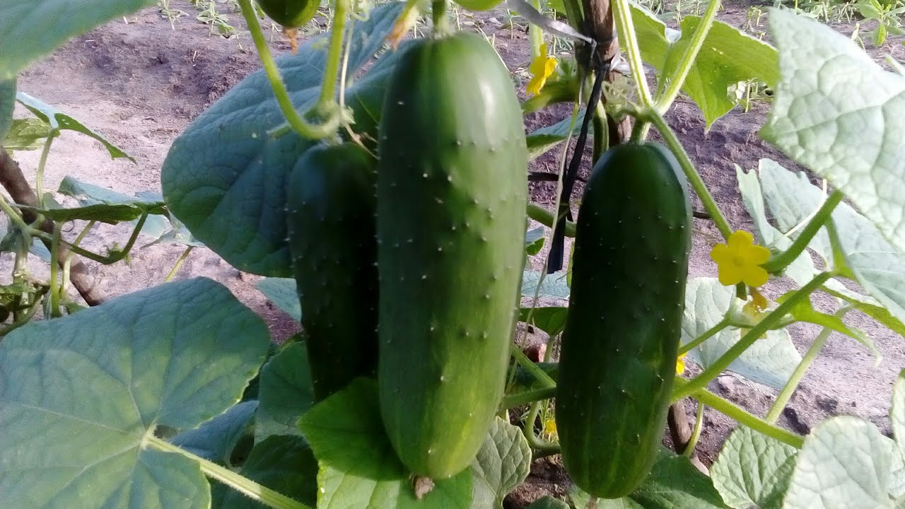 Cuidados e dicas para o cultivo do pepino. - YouTube