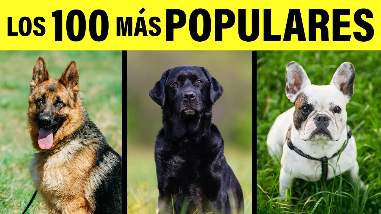 Las 100 Razas de Perro Más Populares del Mundo 🐶🔝 - YouTube