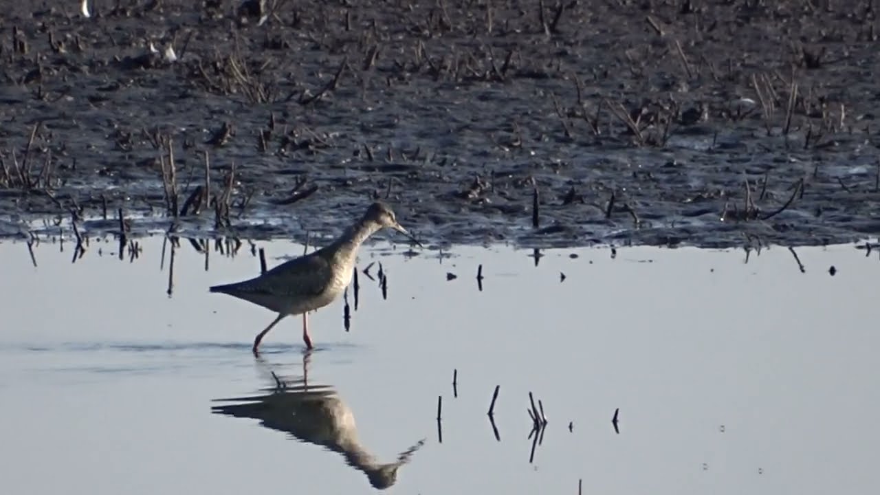 Tamsusis tilvikas / Tringa erythropus / Spotted Redshank / Щёголь - YouTube