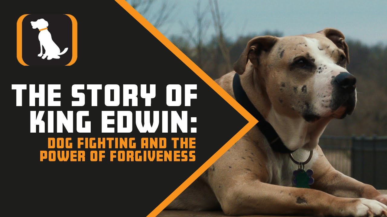 The Story of King Edwin: Dog Fighting and the Power of Forgiveness ...