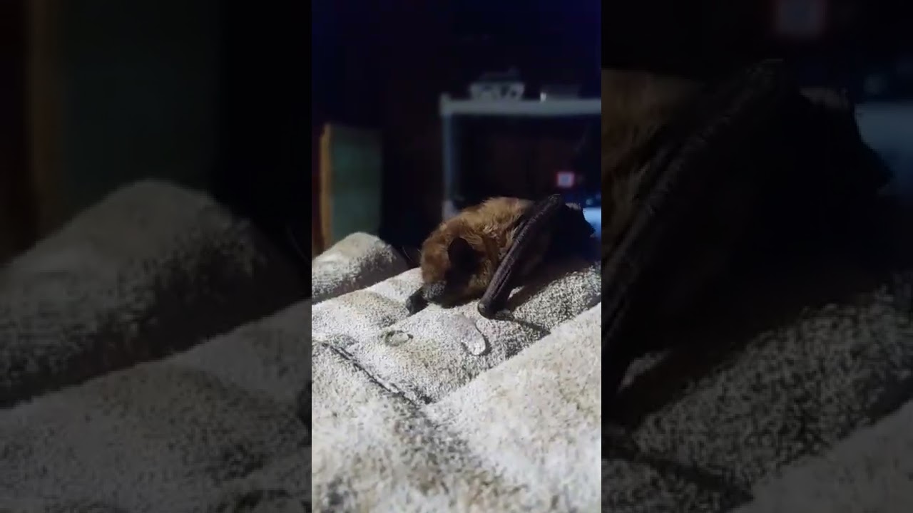 Sick Brown Bat Rescued, Starting Rehabilitation - YouTube