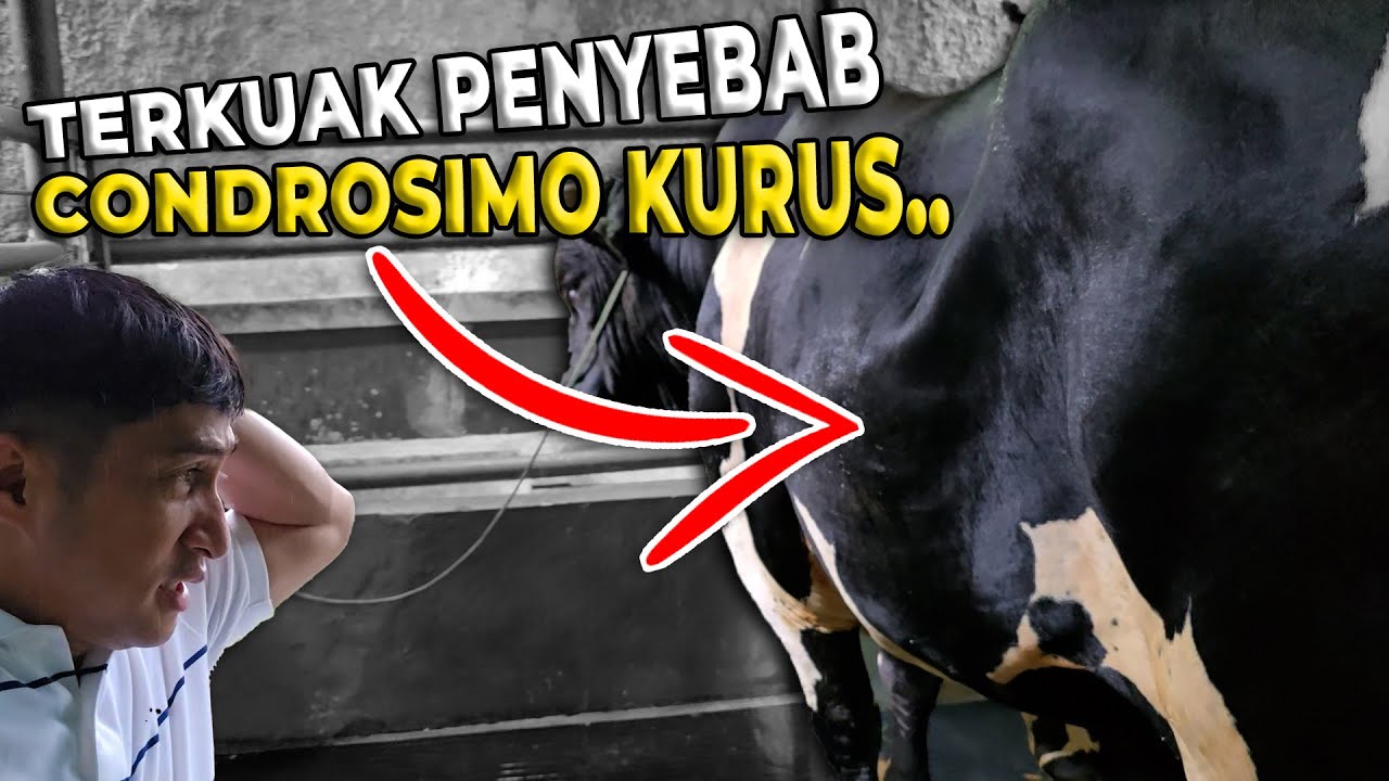 TERNYATA KARENA BIRAHI PENYEBABNYA, CONDROSIMO SEKARANG KELIATAN KURUS ...
