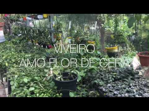 💚VIVEIRO AMO FLOR DE CERA💚