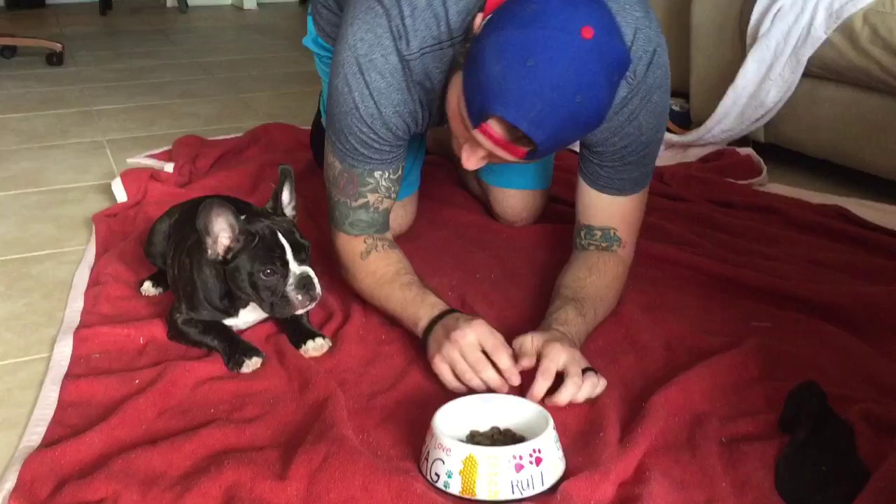 French Bulldog Puppy praying before eating - YouTube