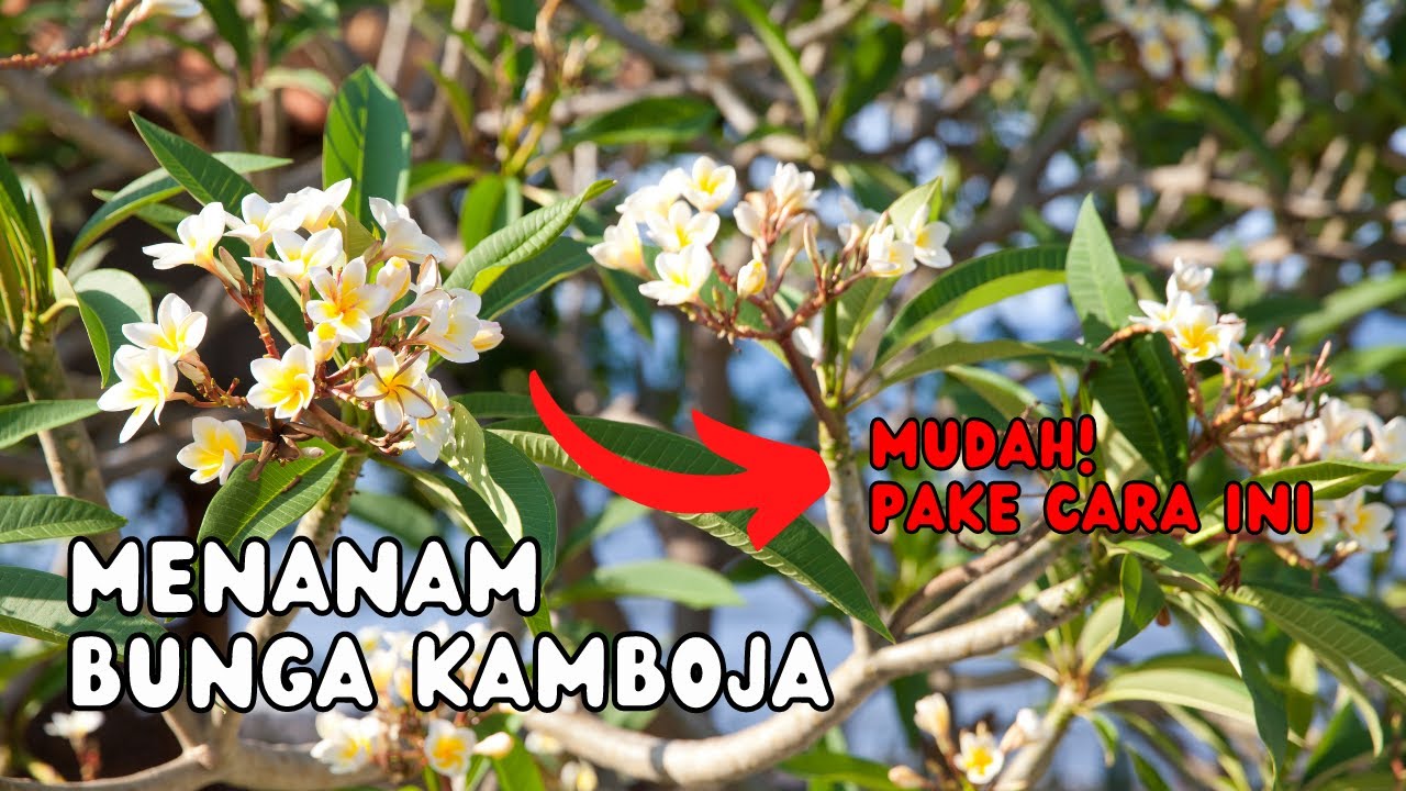 Menanam Bunga Kamboja di Depan Rumah, Menanam Bunga Kamboja di Pot ...