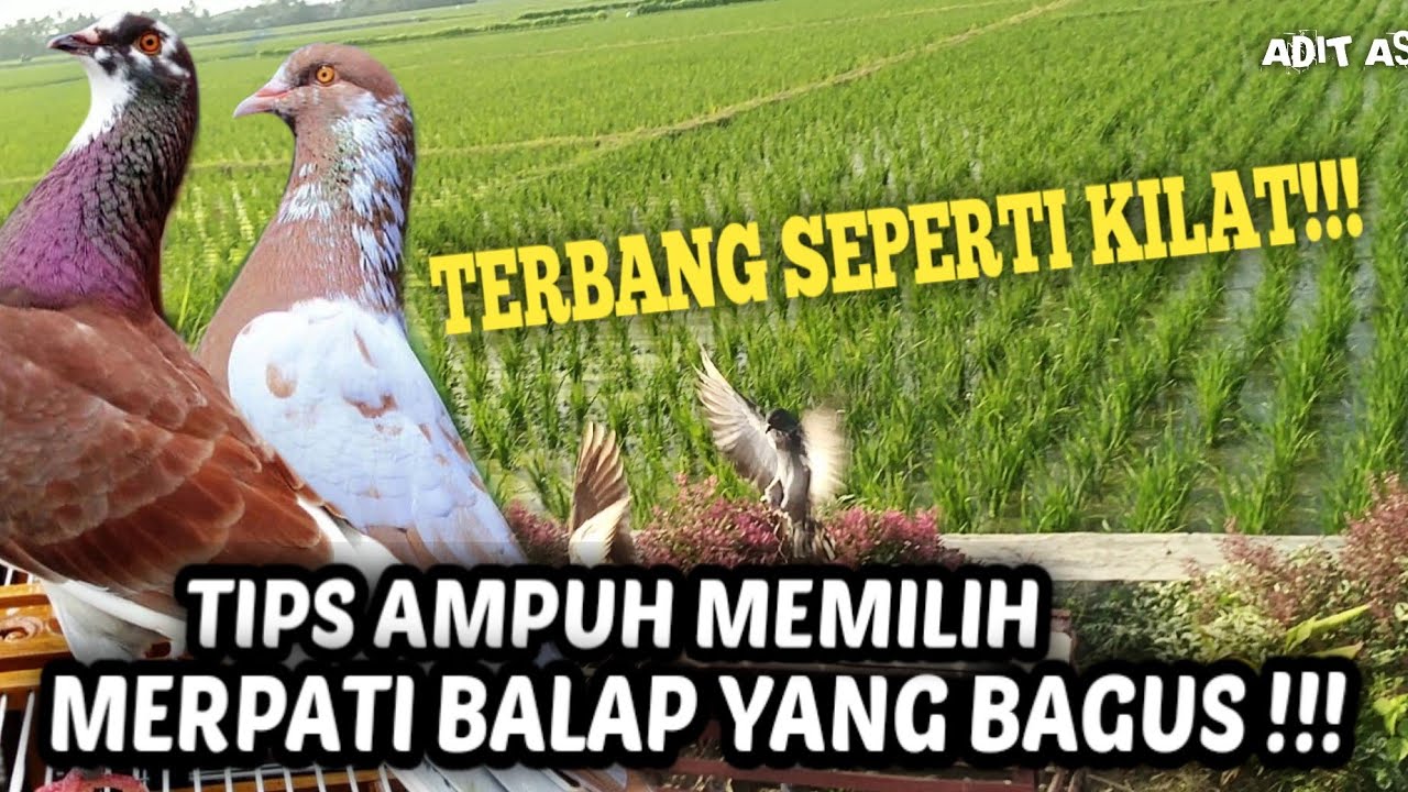 TIPS MEMILIH MERPATI BALAP YANG BAGUS !!! - YouTube