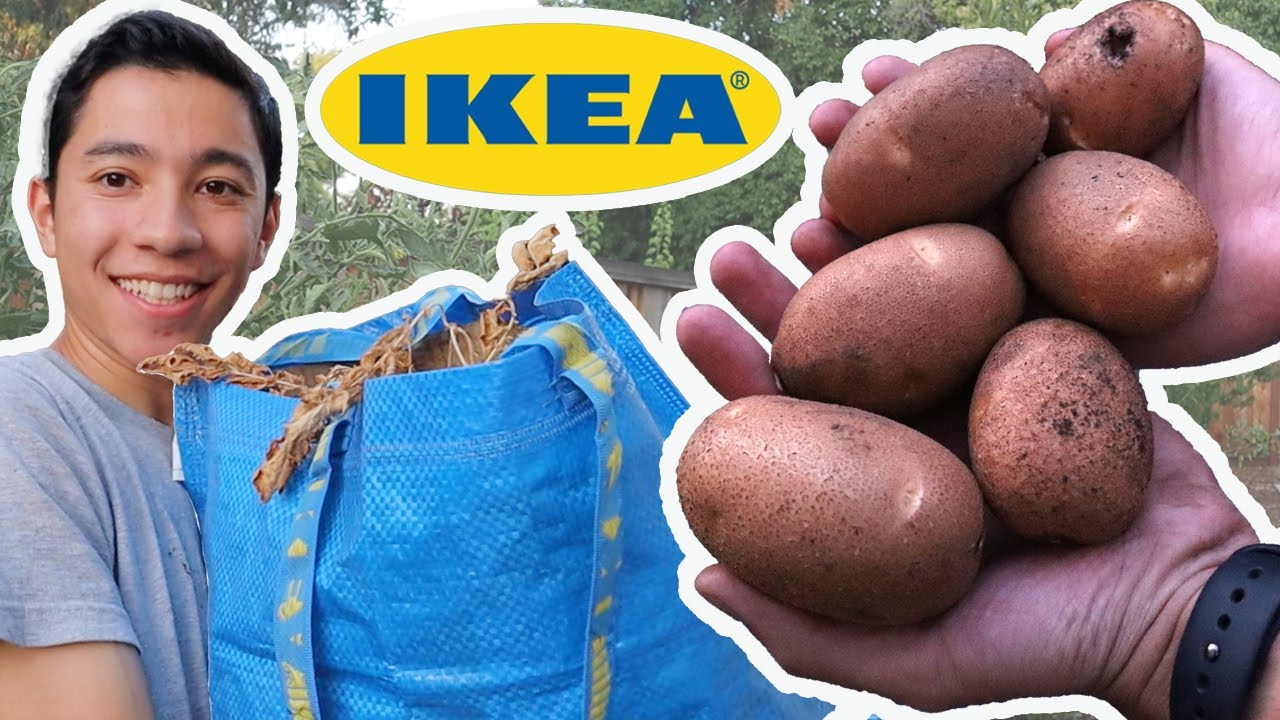 How to Grow Potatoes in IKEA Bags! (Easy and Fun!) - YouTube