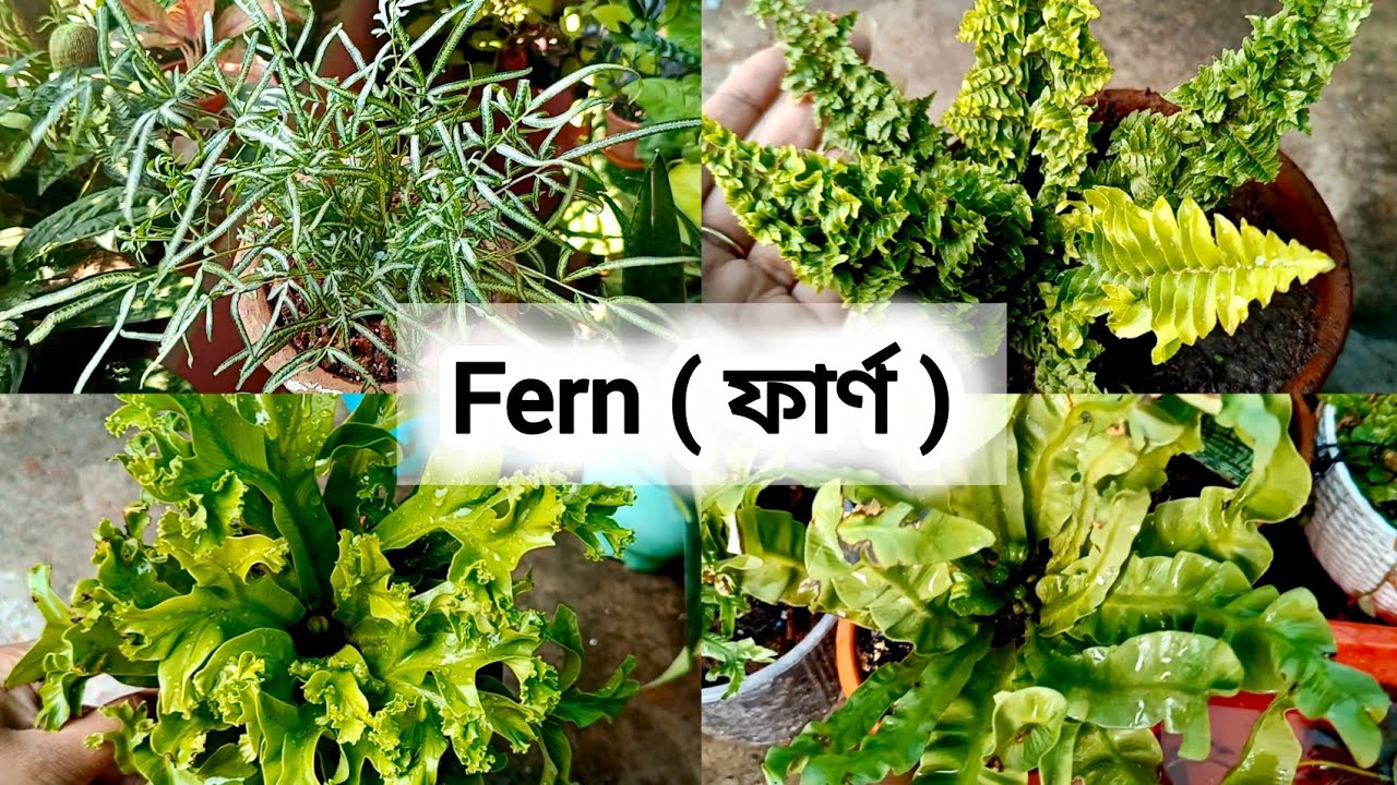 Fern এর A to Z 🌿 Care and Potting🍂সংগ্ৰহের কিছু ফার্ণ😍 - YouTube