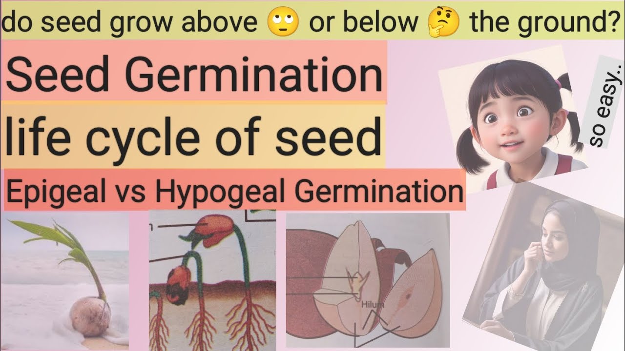 life cycle of seed | seed germination | how seed grows | seed growth in ...