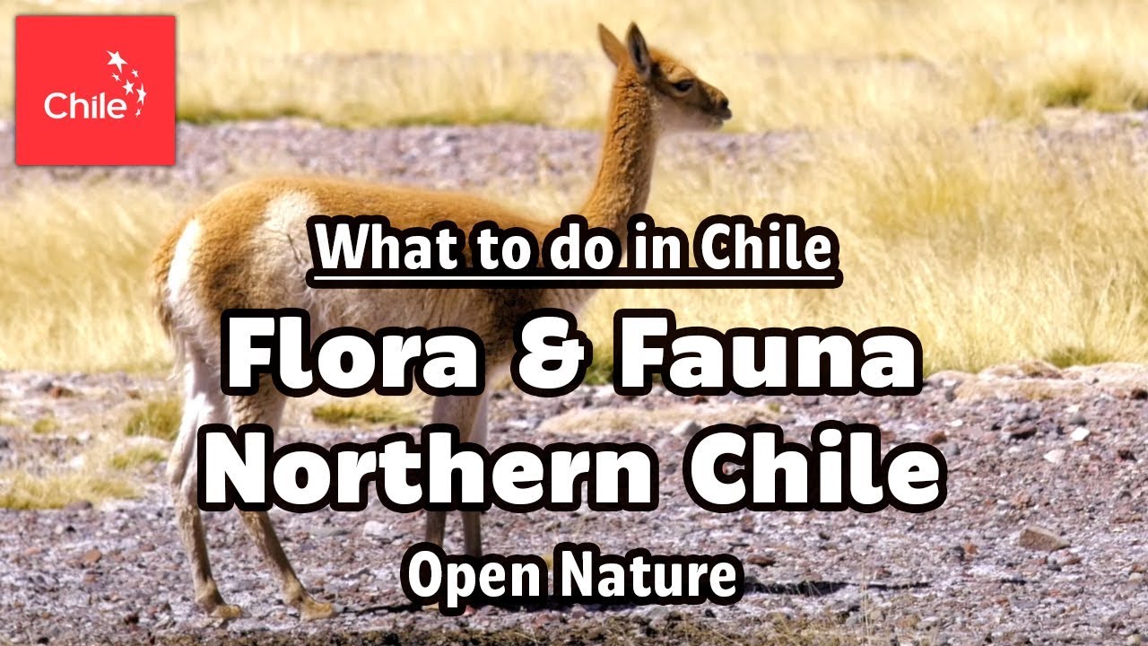 What to do in Chile: Flora & Fauna Northern Chile - Open Nature - YouTube