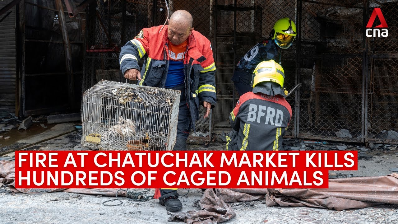 Fire at Bangkok's Chatuchak market kills hundreds of caged animals ...