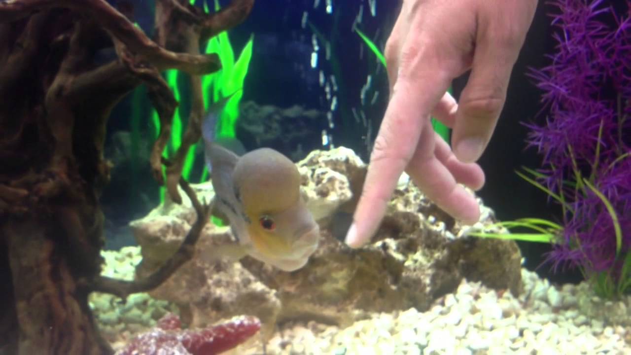 Beautiful fish who acts like a pet - YouTube