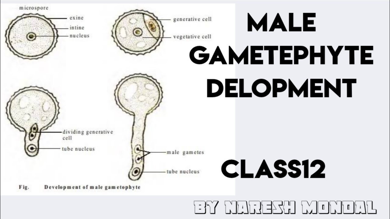 Development Of Male Gametophyte YouTube development-of-male-gametophyte-youtube