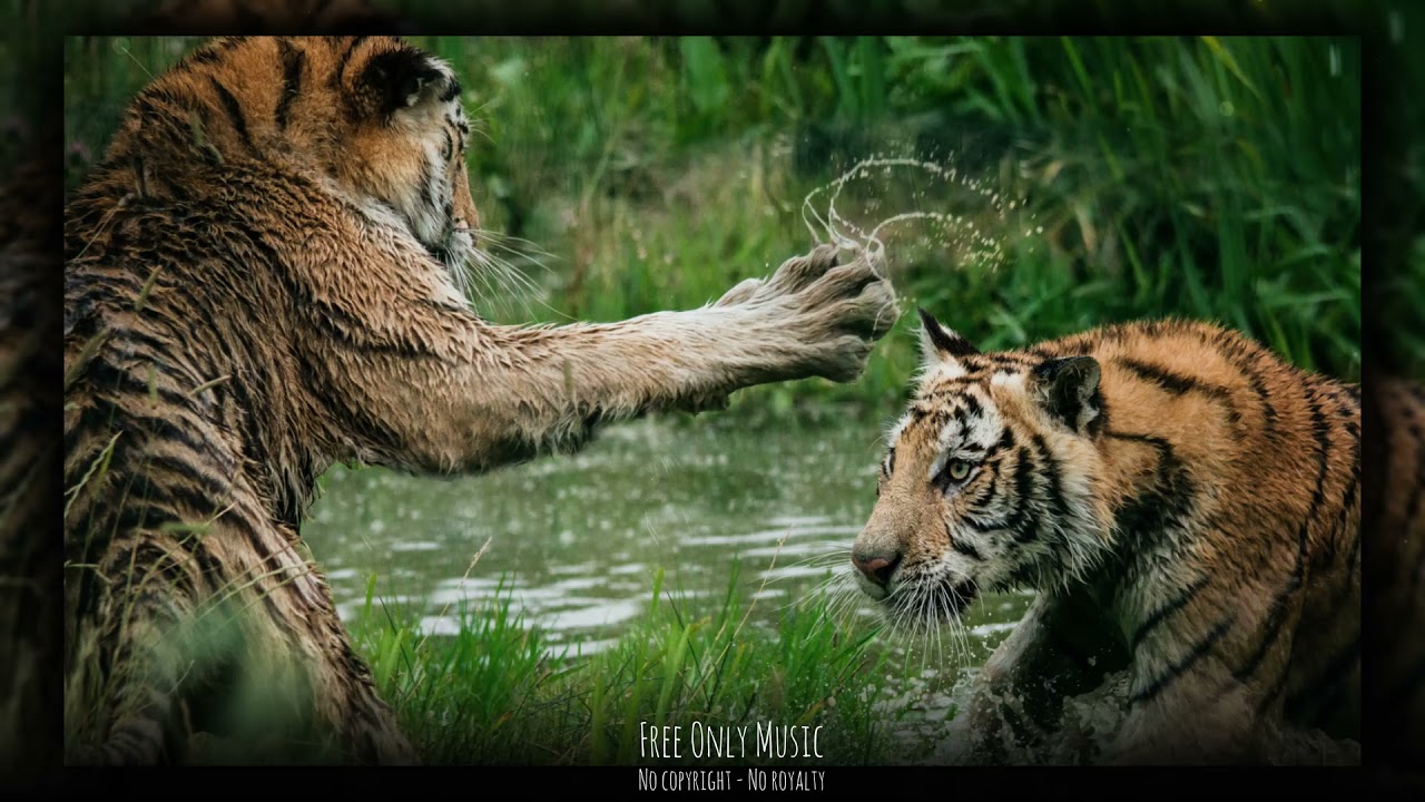 Free Music Only - Epic jungle fight (No copyright no royalty) - YouTube