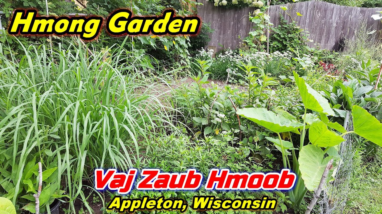 A Typical Hmong Garden - Hmoob Ib Lub Vaj Zaub Zoo Heev! - YouTube