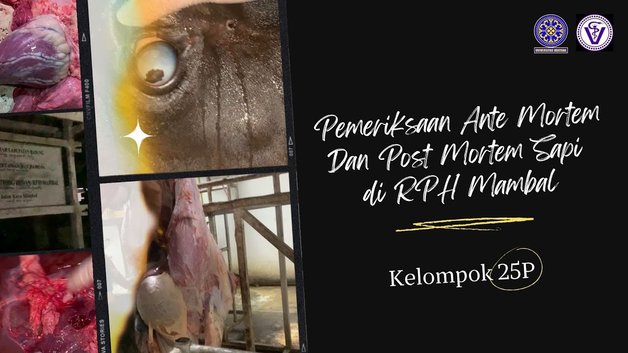 [25P] PEMERIKSAAN ANTE MORTEM DAN POST MORTEM SAPI DI RPH MAMBAL - YouTube