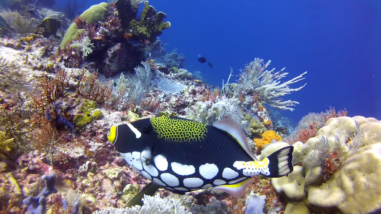 Mind-blowing Underwater Colors HD - Scuba Diving Komodo with a GoPro ...