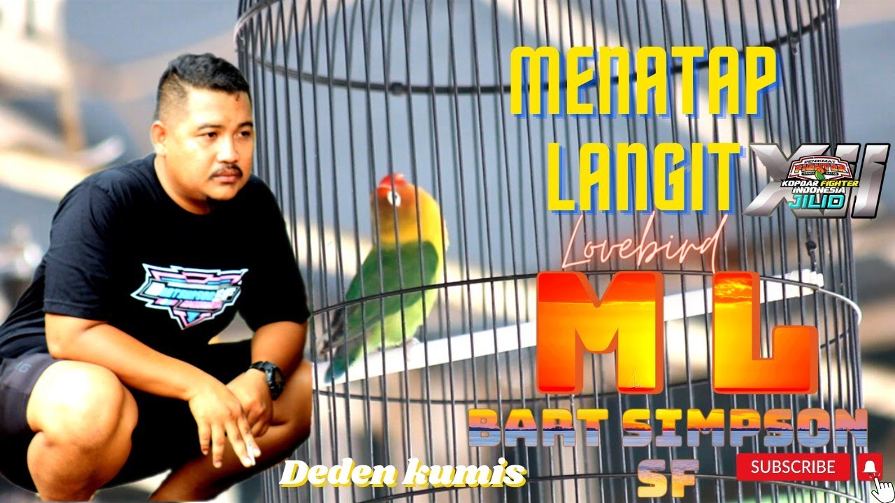 LOVEBIRD - ML- OM DEDEN KUMIS - BART SIMPSON SF BEKASI - KERJA NYATA ...