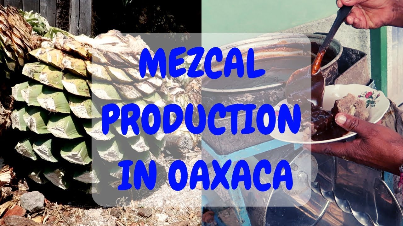 Mezcal Production Process in Oaxaca Mexico | Experience in village life ...