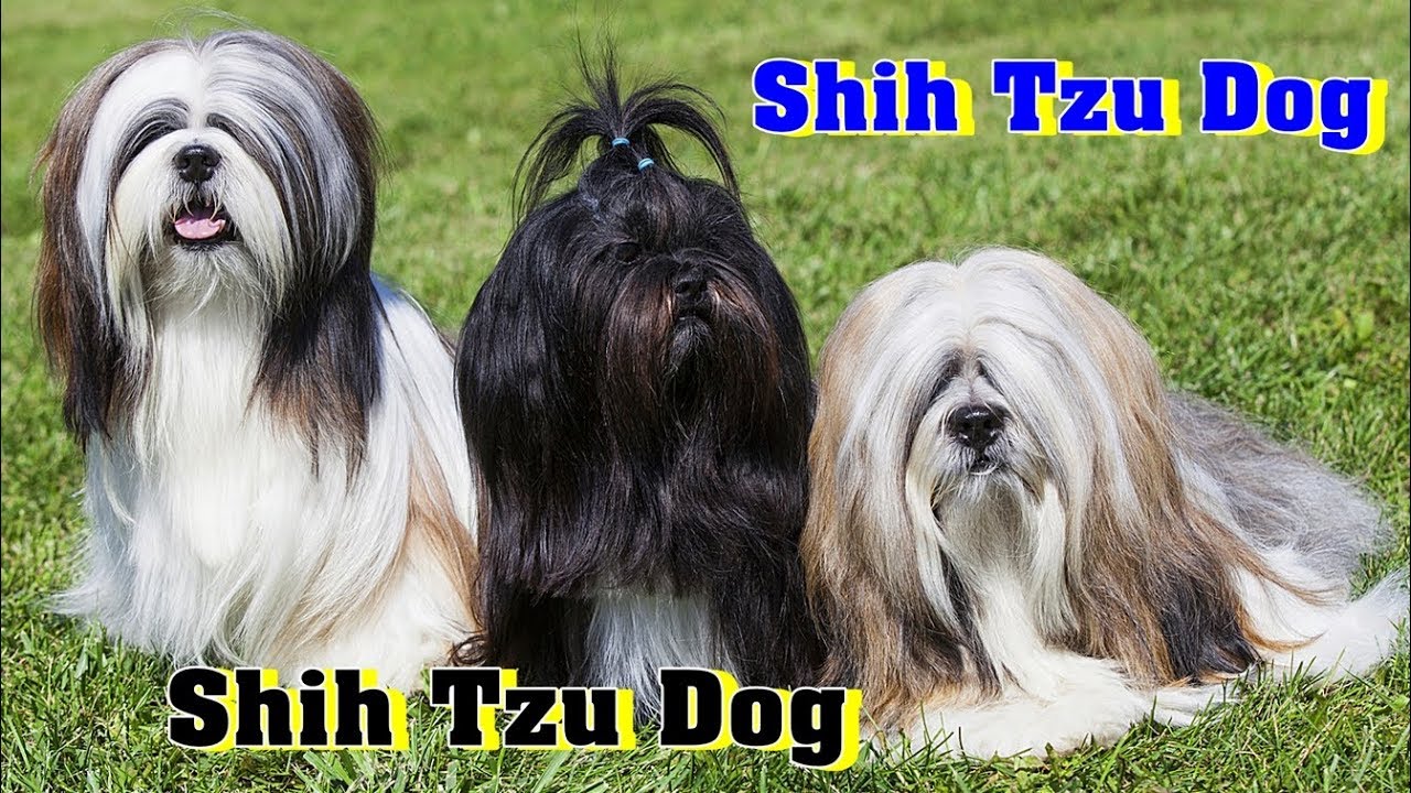 Xi Shi Dog