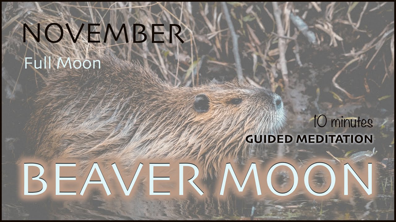 Beaver Moon, November Full Moon Guided Meditation - Feel Safe and ...