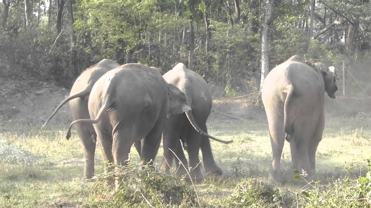 Bhrikuti Kali, Sona Kali, Sundar Kali and Chan Chun Kali at Tiger Tops ...