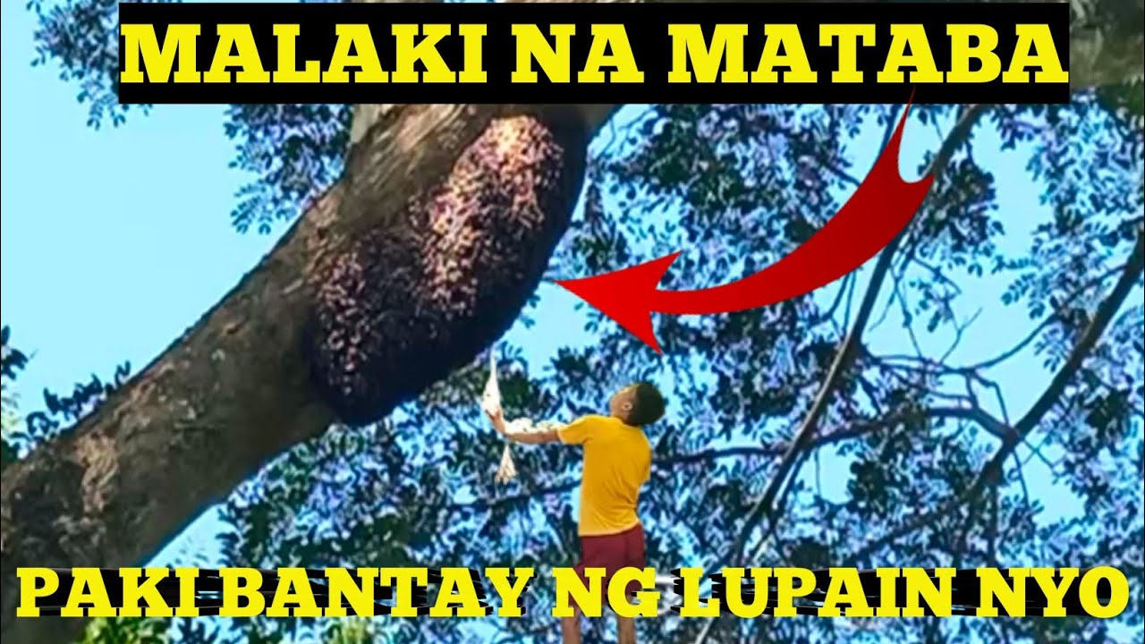 MALAKI NA MATABA PA - YouTube