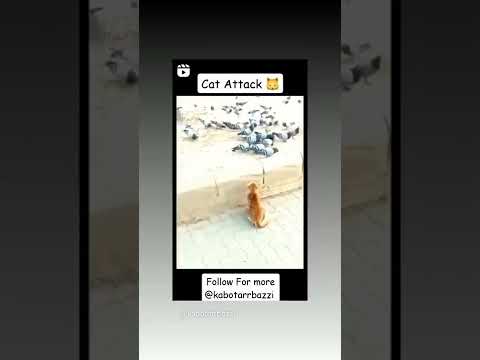 kedi güvercini kaptı