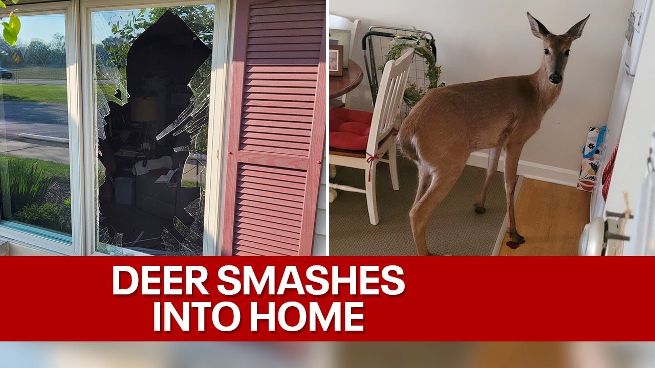 Deer breaks into Wisconsin home | FOX6 News Milwaukee - YouTube