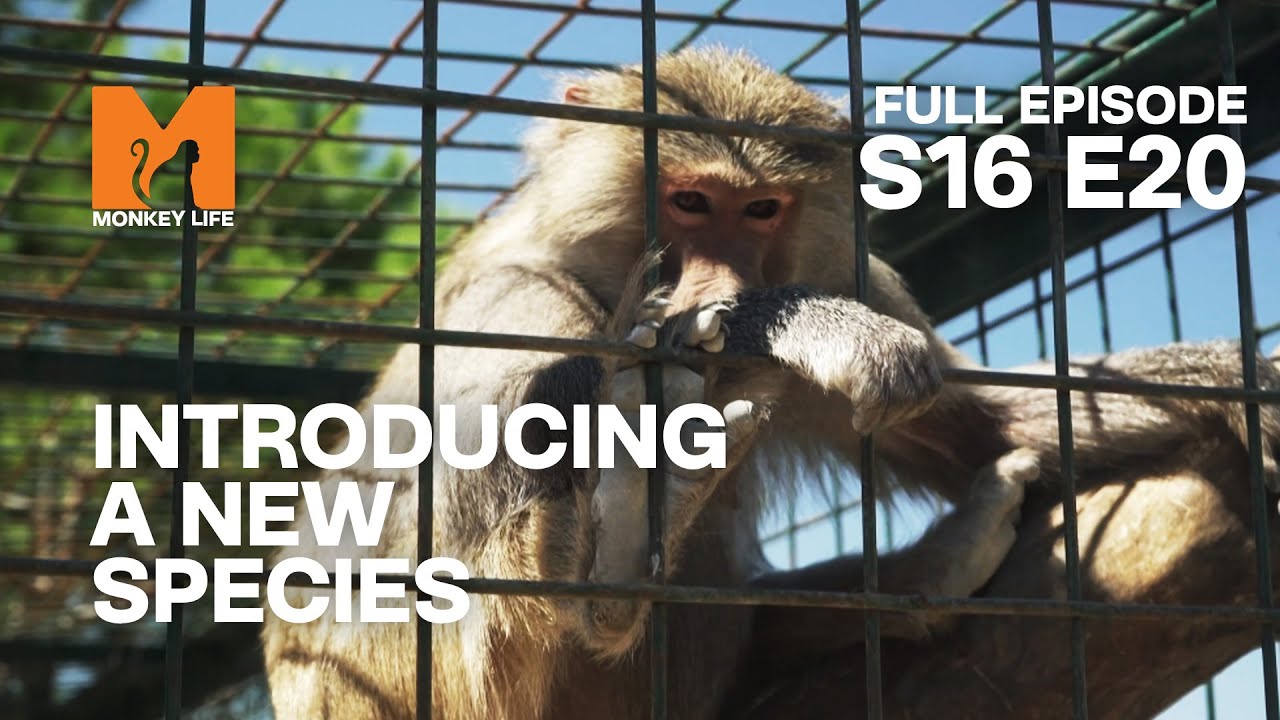 Baboons Incoming | Season 16 Episode 20 | Full Episode | Monkey Life ...