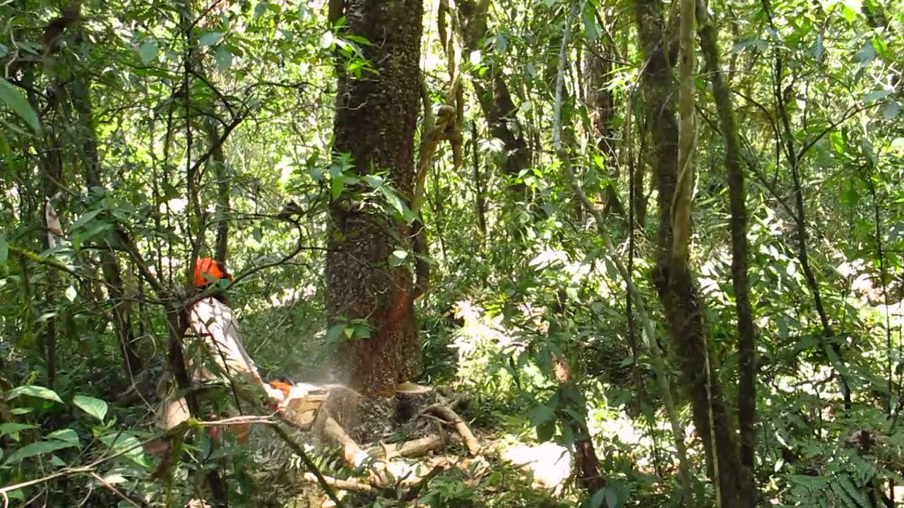 Cedrela balansae cortada en las Yungas - Selva tucumano boliviana ...