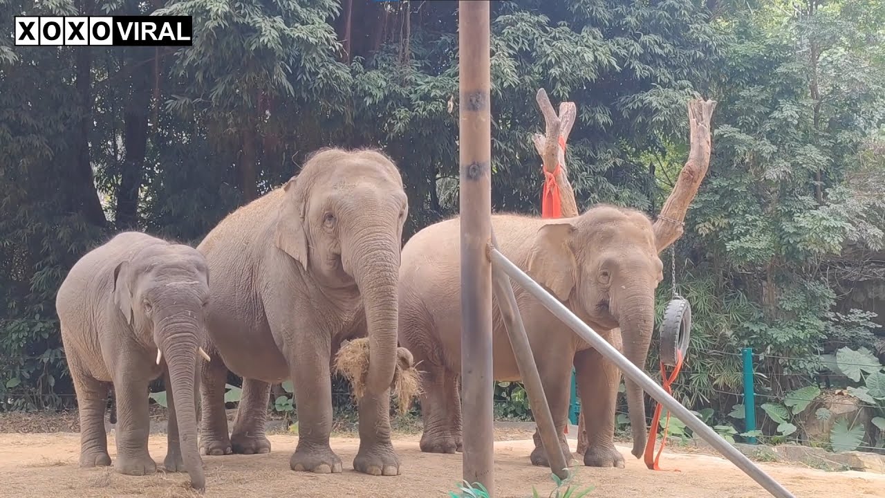 Elephant Video | Shade Solutions - How Zoos Create Comfortable Outdoor ...