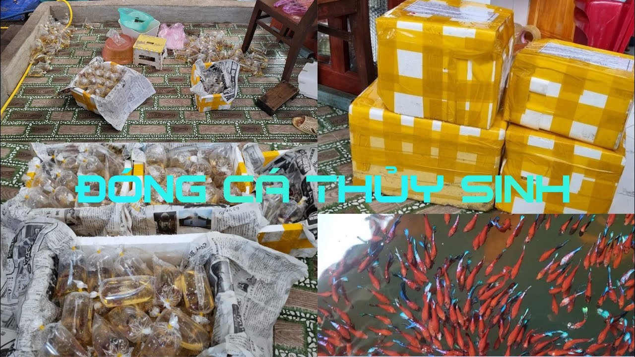 Đợt cá 03 - 04 - 2024 Red Fancy Star Tail | Betta giá học sinh | Thanh ...