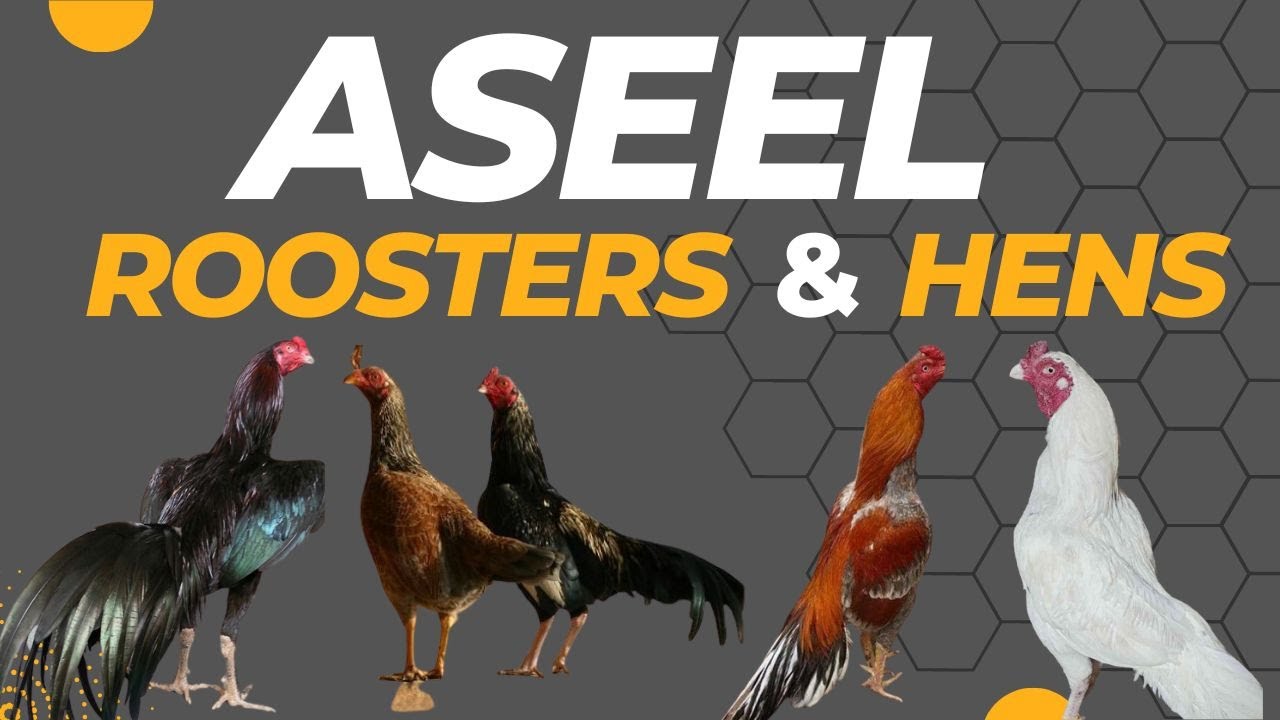 Roosters And Hens Hatching | Aseel Murga | Muslim Breeding Farm - YouTube