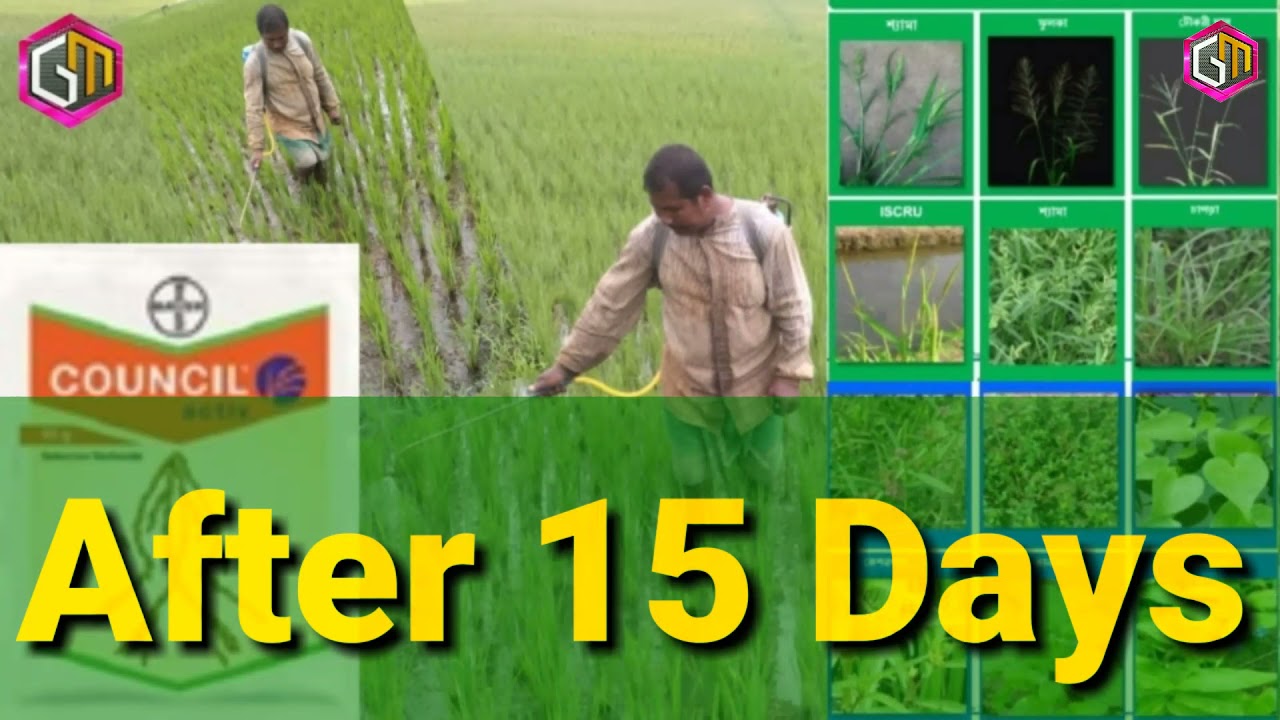 Council Activ : Selective Herbicide on Paddy. !#_GM ! #_GM_Agriculture ...