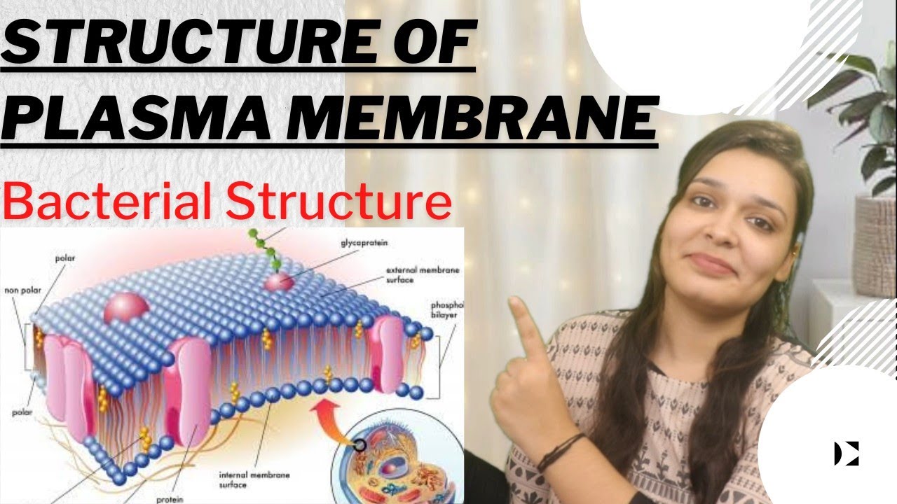 Bacterial Structure and Function | Plasma Membrane of Bacteria ...