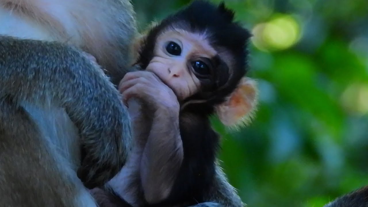 Little Baby Look So Cute And Good Heathy Staying With Warm Mommy - YouTube