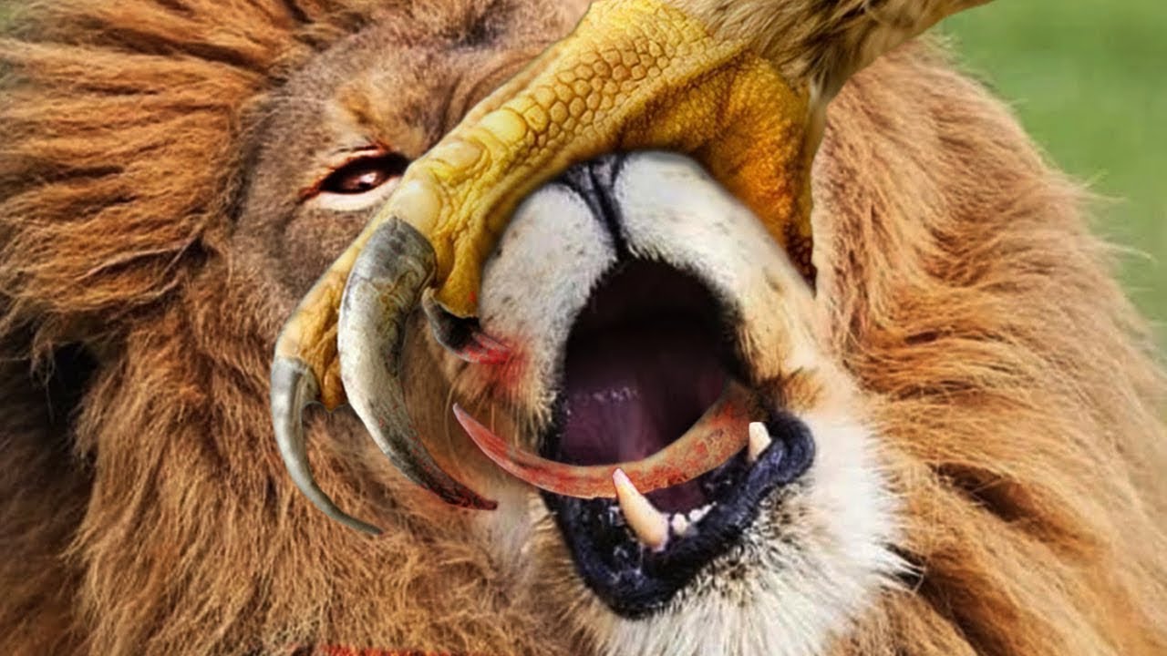 When Hunger Drives The Eagles Desperate To Attack The Lion Cub - YouTube