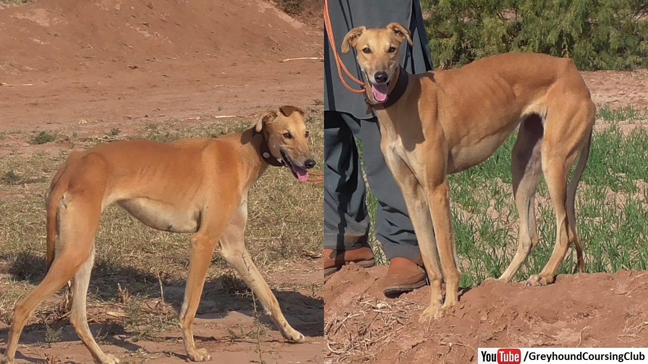 sloughi hunting dog female - YouTube