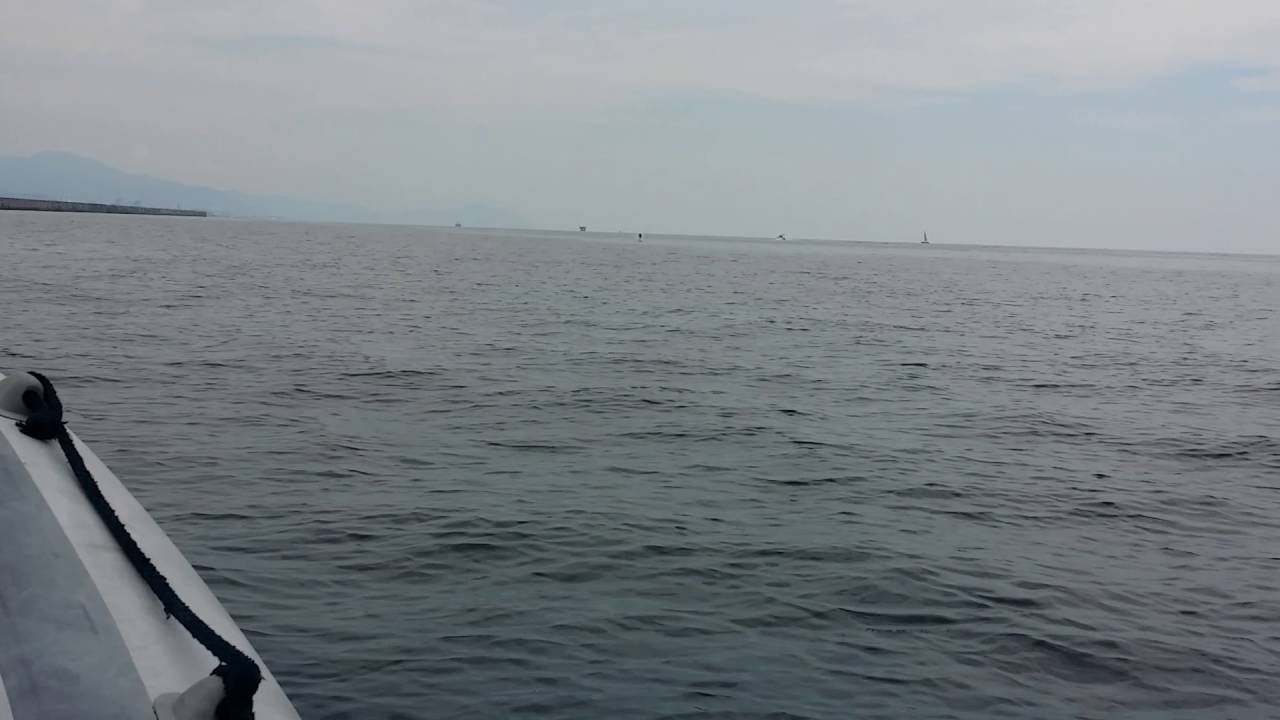 Tonno che salta Genova Sestri 2015 - YouTube