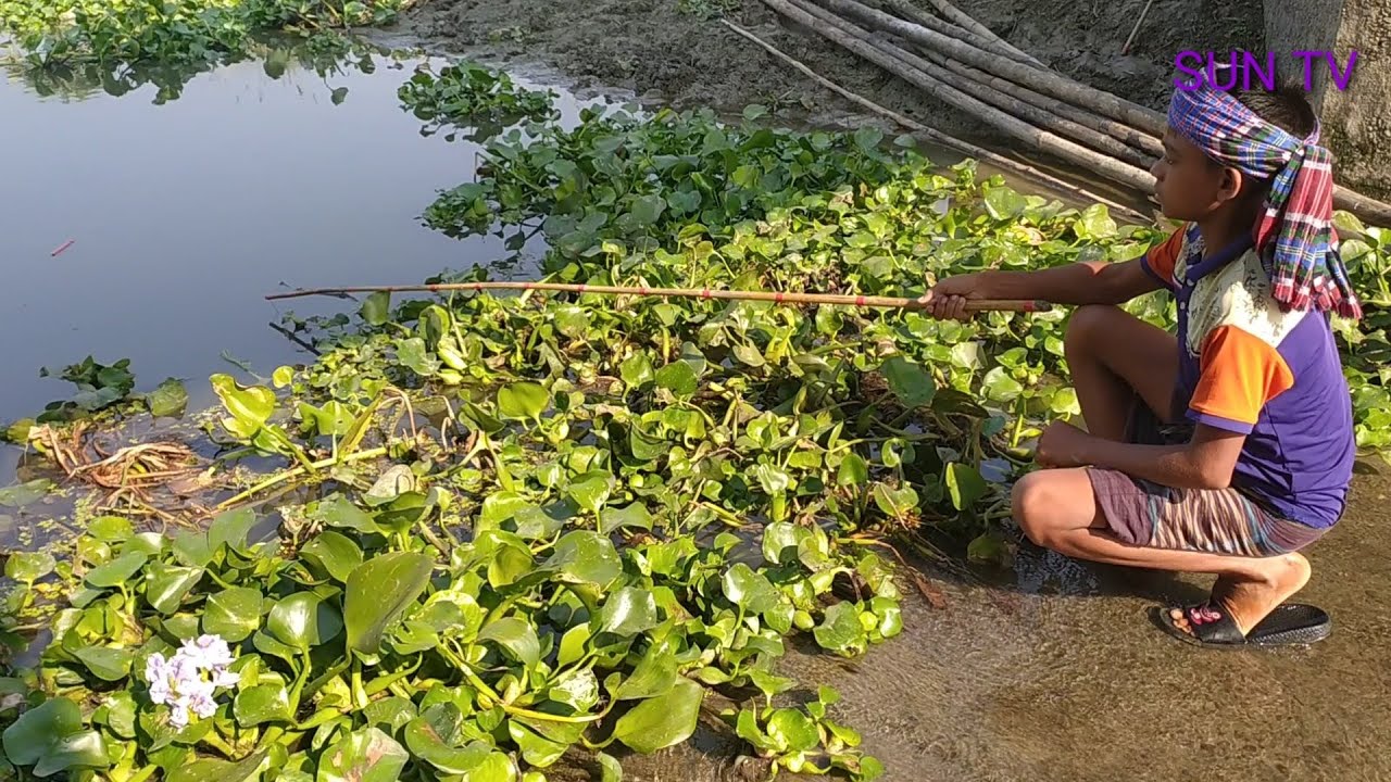 How to catch tilapia with a fishing rod - YouTube