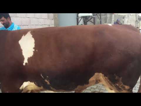 Erzurum selami Özoltu 2019 kurban kesimi