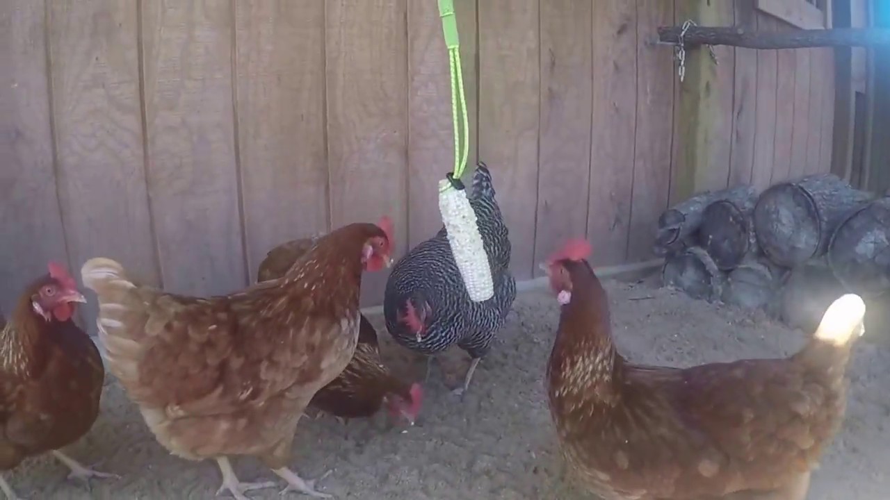 The Chicken Spinner - YouTube
