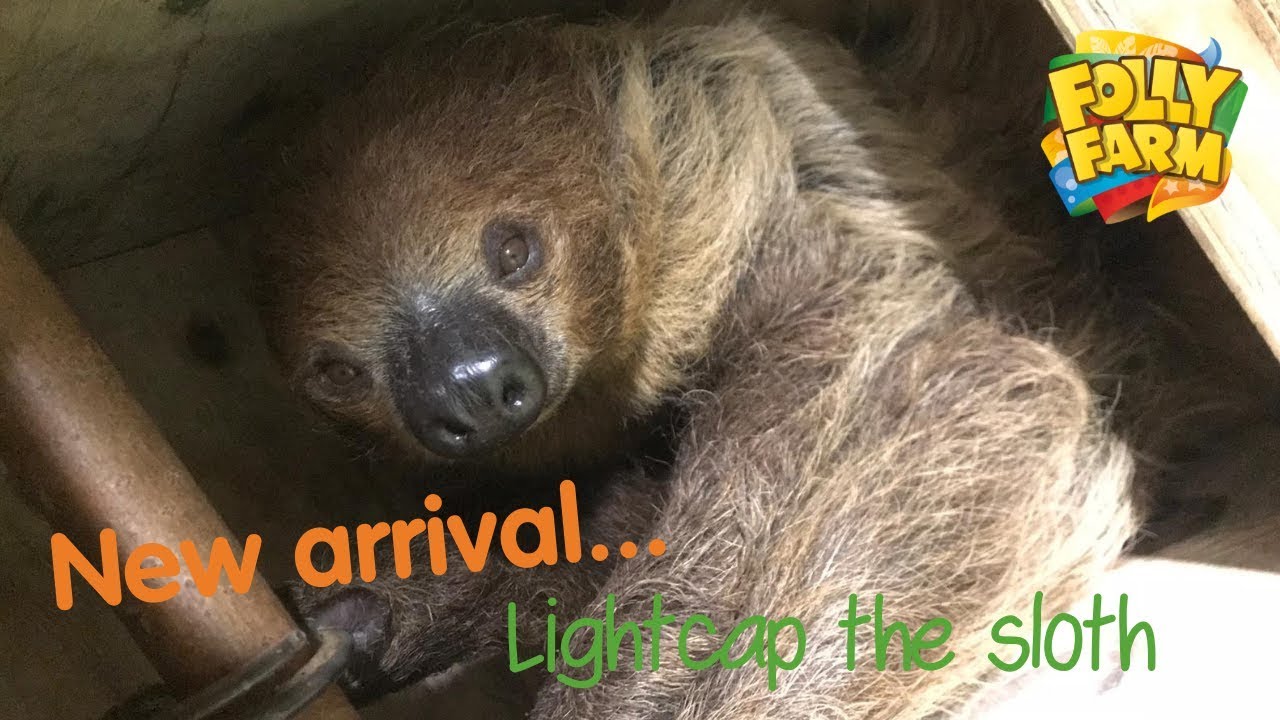 Sloth retirement village at Folly Farm - YouTube