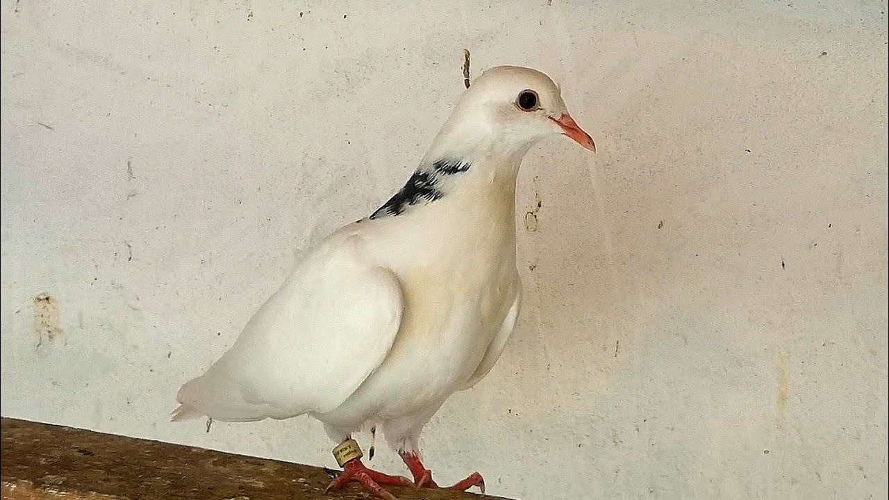 Прилетел чужой голубь. Arrived Alien Dove. - YouTube